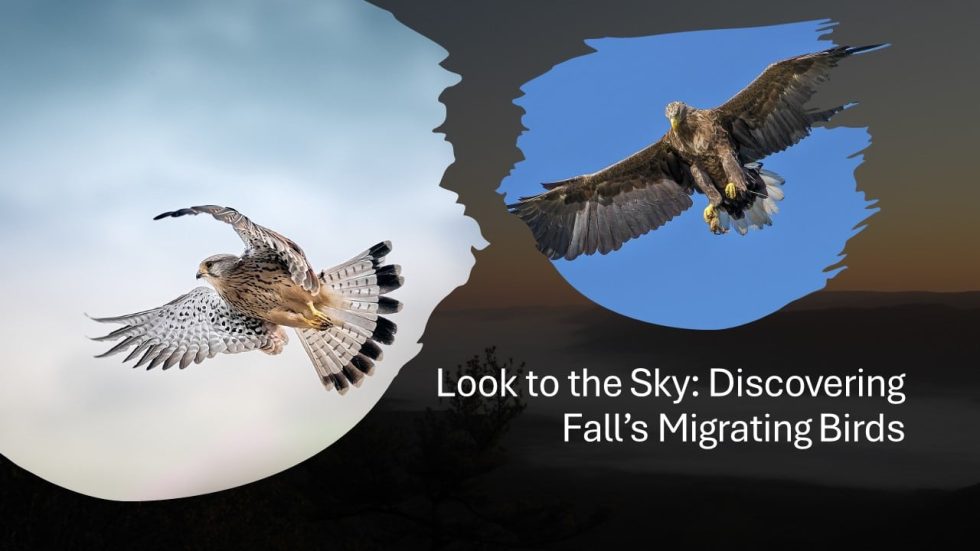 Look to the Sky Lunch & Learn: Fall’s Migrating Birds | Visit Franklin ...